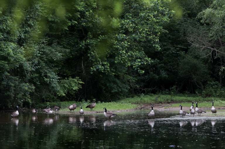 Photo Gallery and Videos - Collington